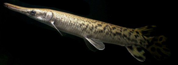 Gar Species | LEPISOSTEIDAE.NET