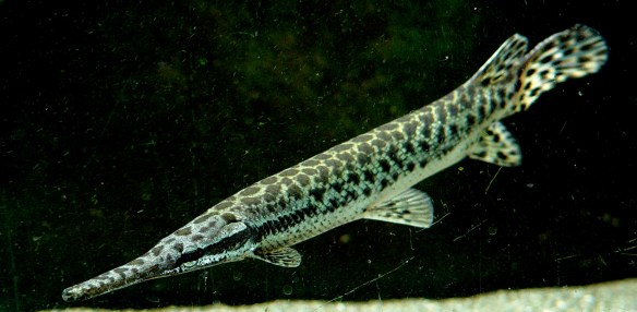 Gar Species | LEPISOSTEIDAE.NET